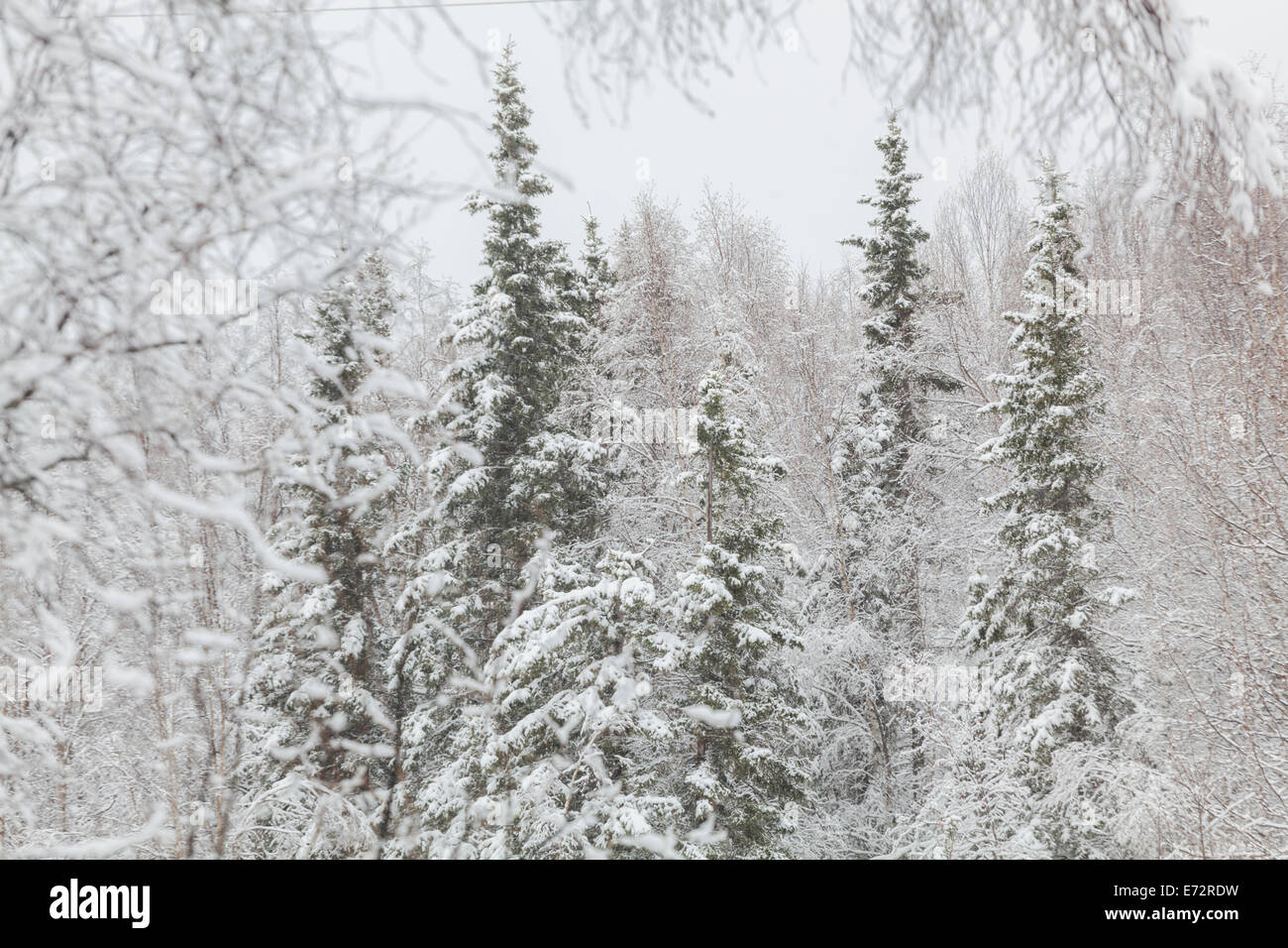 Conifer and birch hi-res stock photography and images - Alamy