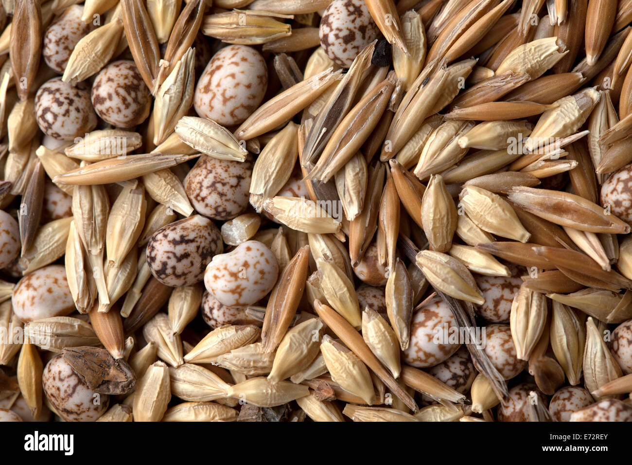 Livestock oats hi-res stock photography and images - Alamy