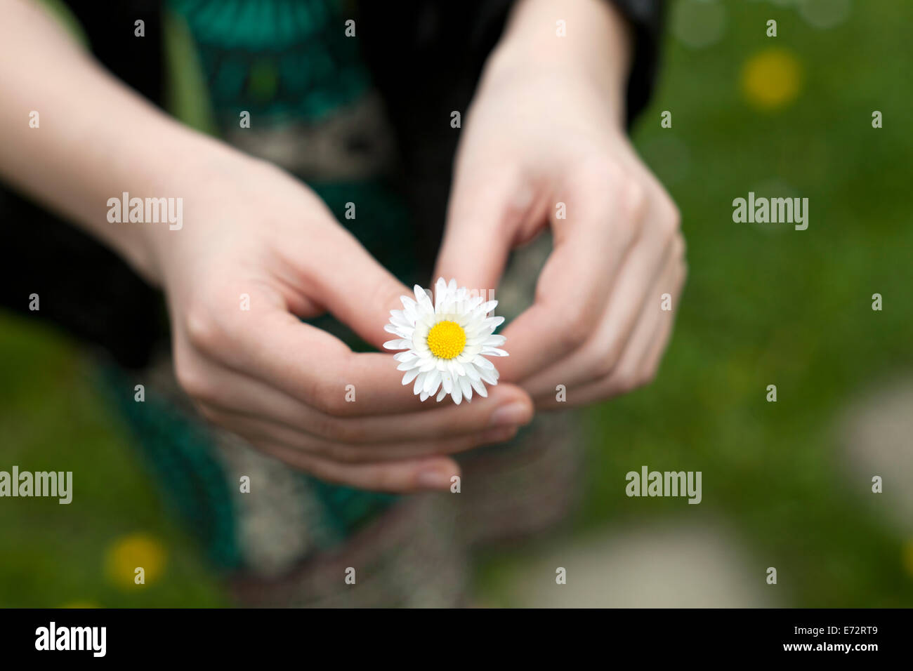 Children hands holding beautiful white daisy on the green field ...