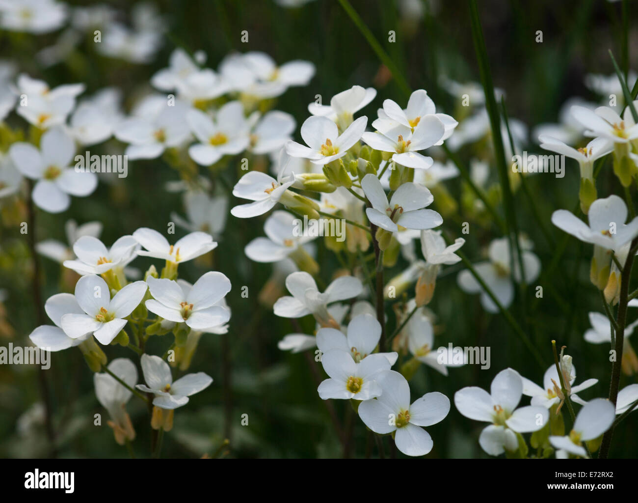 Spring background with white flowers and green grass Stock Photo - Alamy