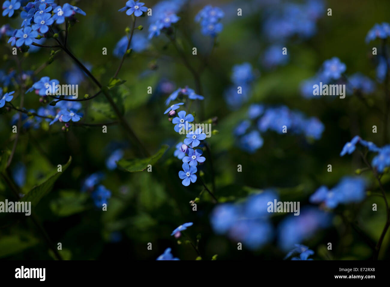 Spring background with blue flowers and green grass Stock Photo - Alamy