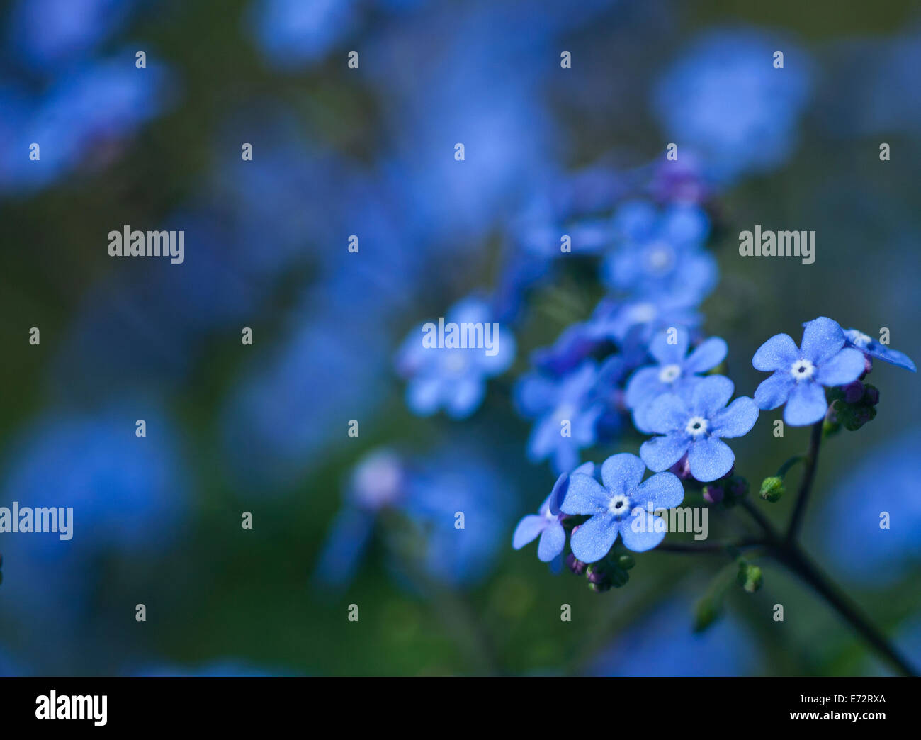 Spring background with blue flowers and green grass Stock Photo - Alamy