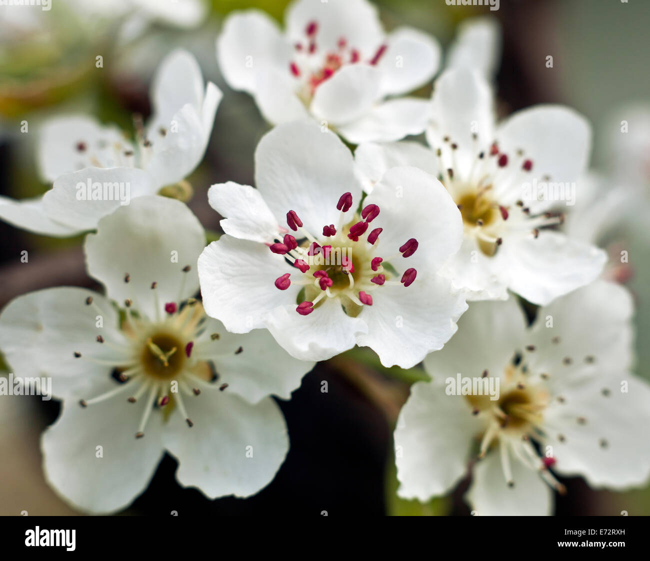 Spring background with beautiful bouquet of white blossoms Stock Photo ...