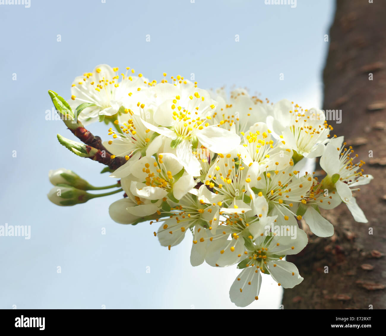 Spring background with beautiful bouquet of white blossoms Stock Photo ...