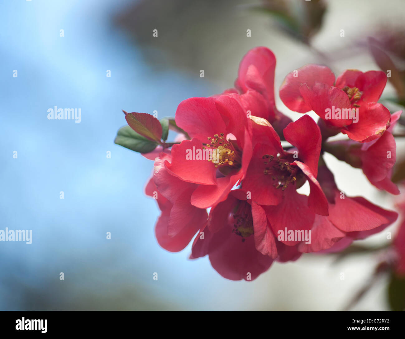 Spring background with beautiful bouquet of red blossoms Stock Photo ...