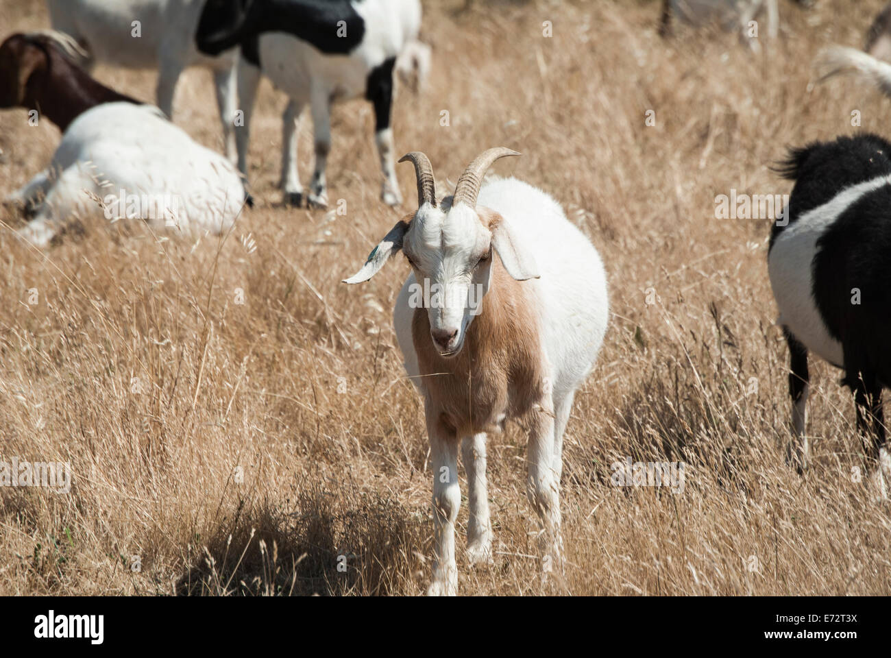 Goat farm california hi-res stock photography and images - Alamy