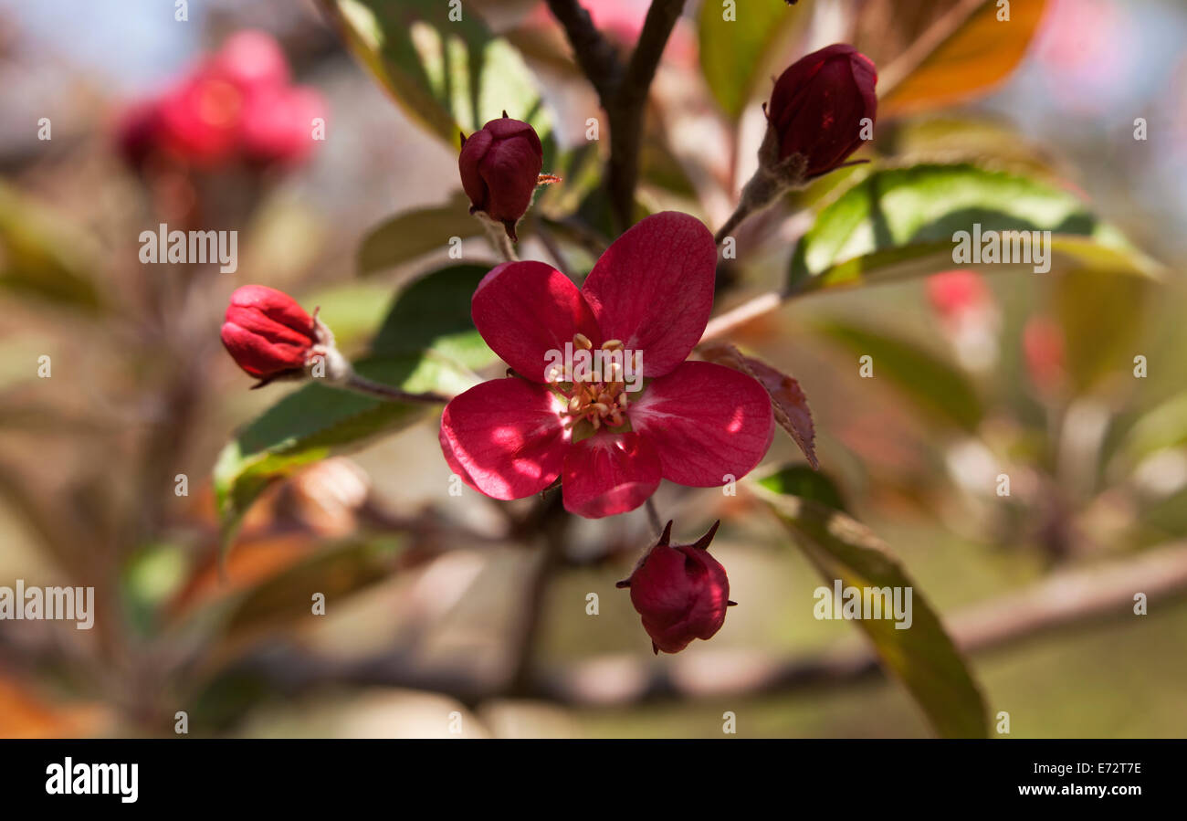Spring background with beautiful bouquet of red blossoms Stock Photo ...