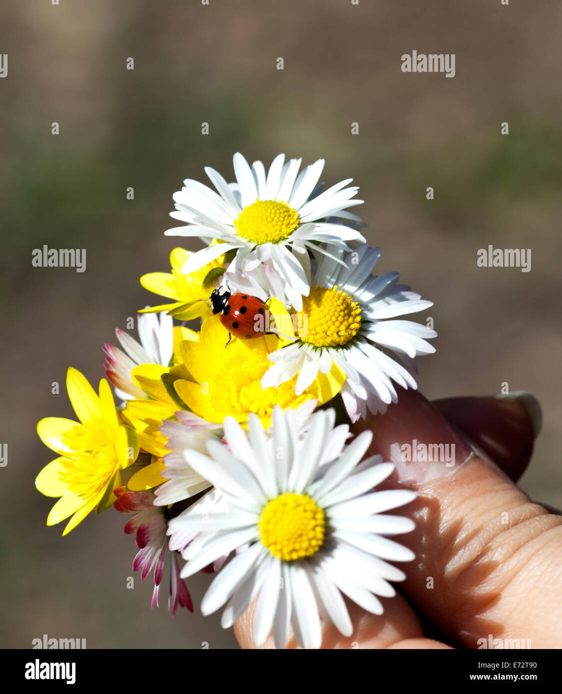 Spring background with Chamomile, yellow flowers and Ladybug Stock ...