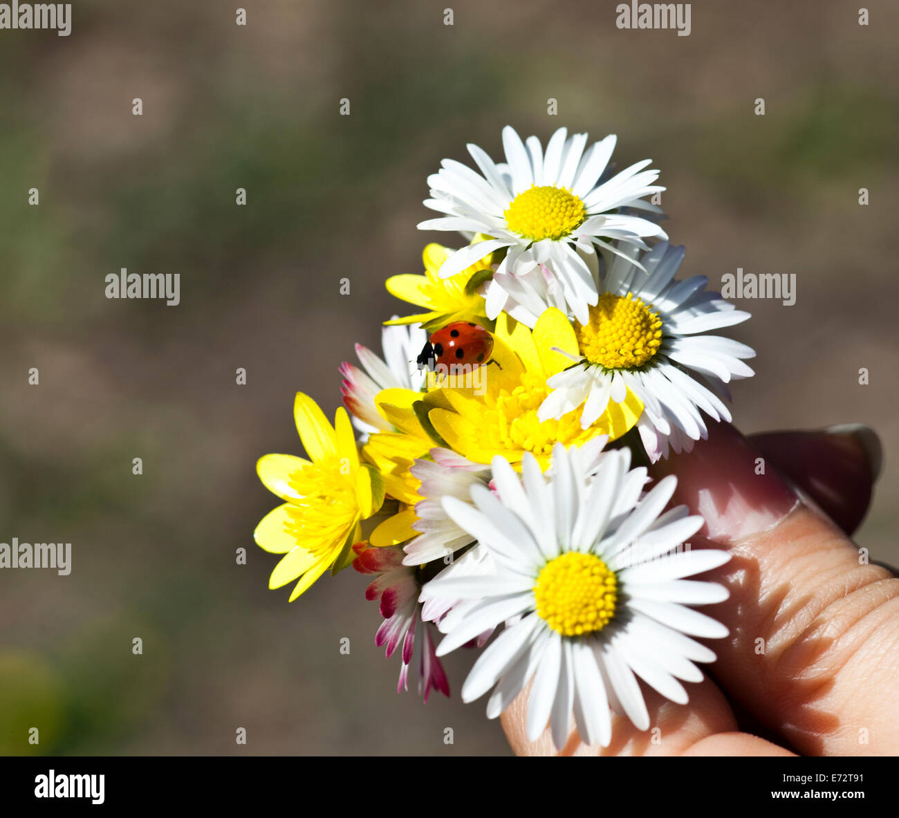 Spring background with Chamomile, yellow flowers and Ladybug Stock ...