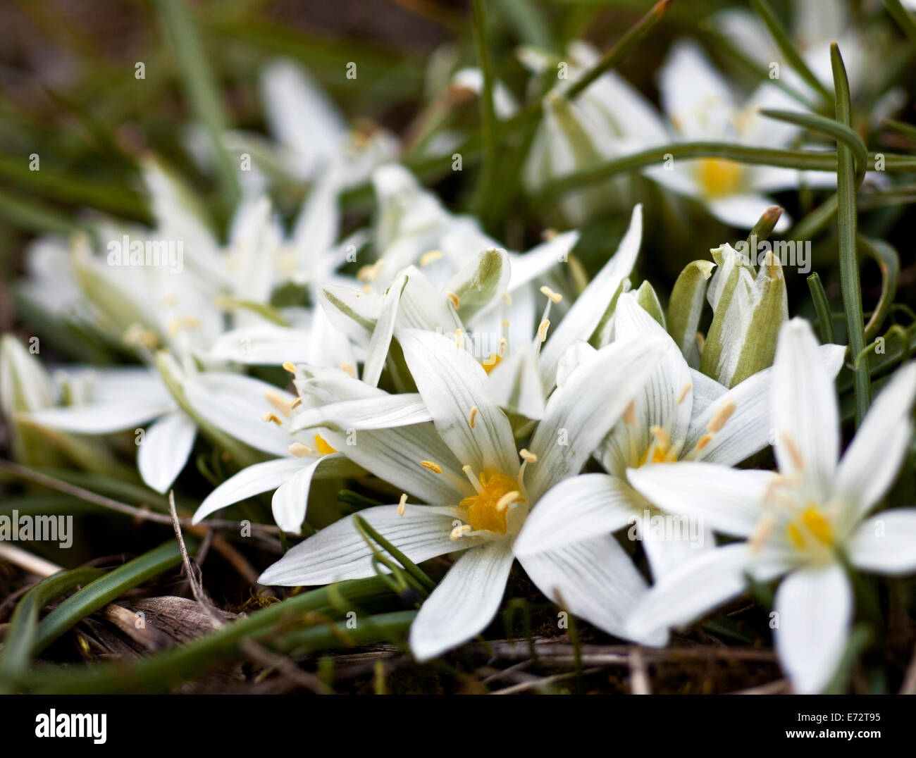 Spring background with white flowers and green grass Stock Photo - Alamy