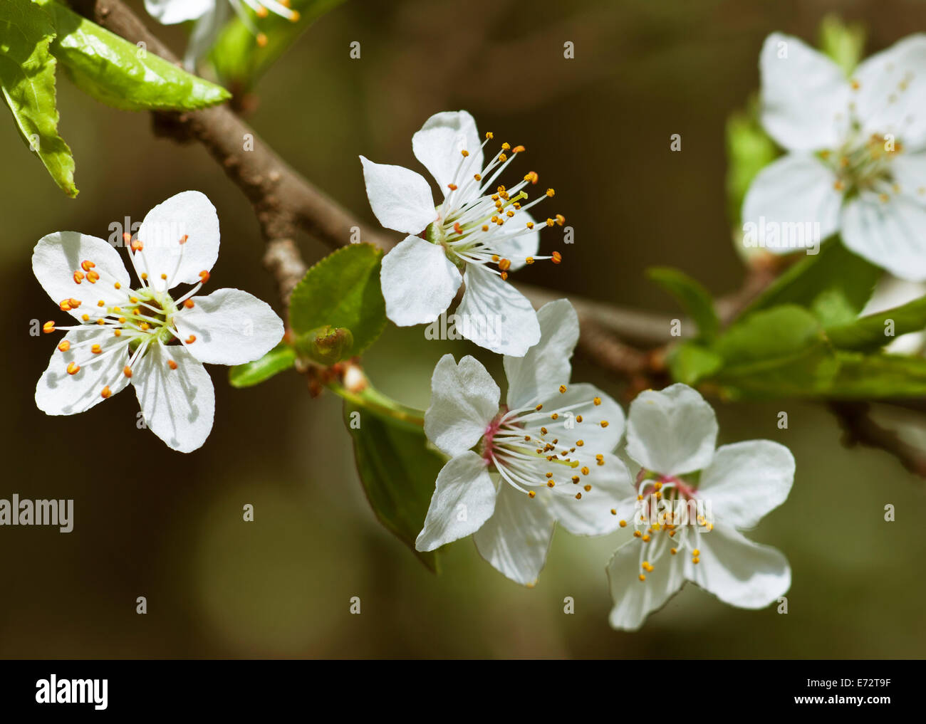 Spring background with beautiful bouquet of white blossoms Stock Photo ...
