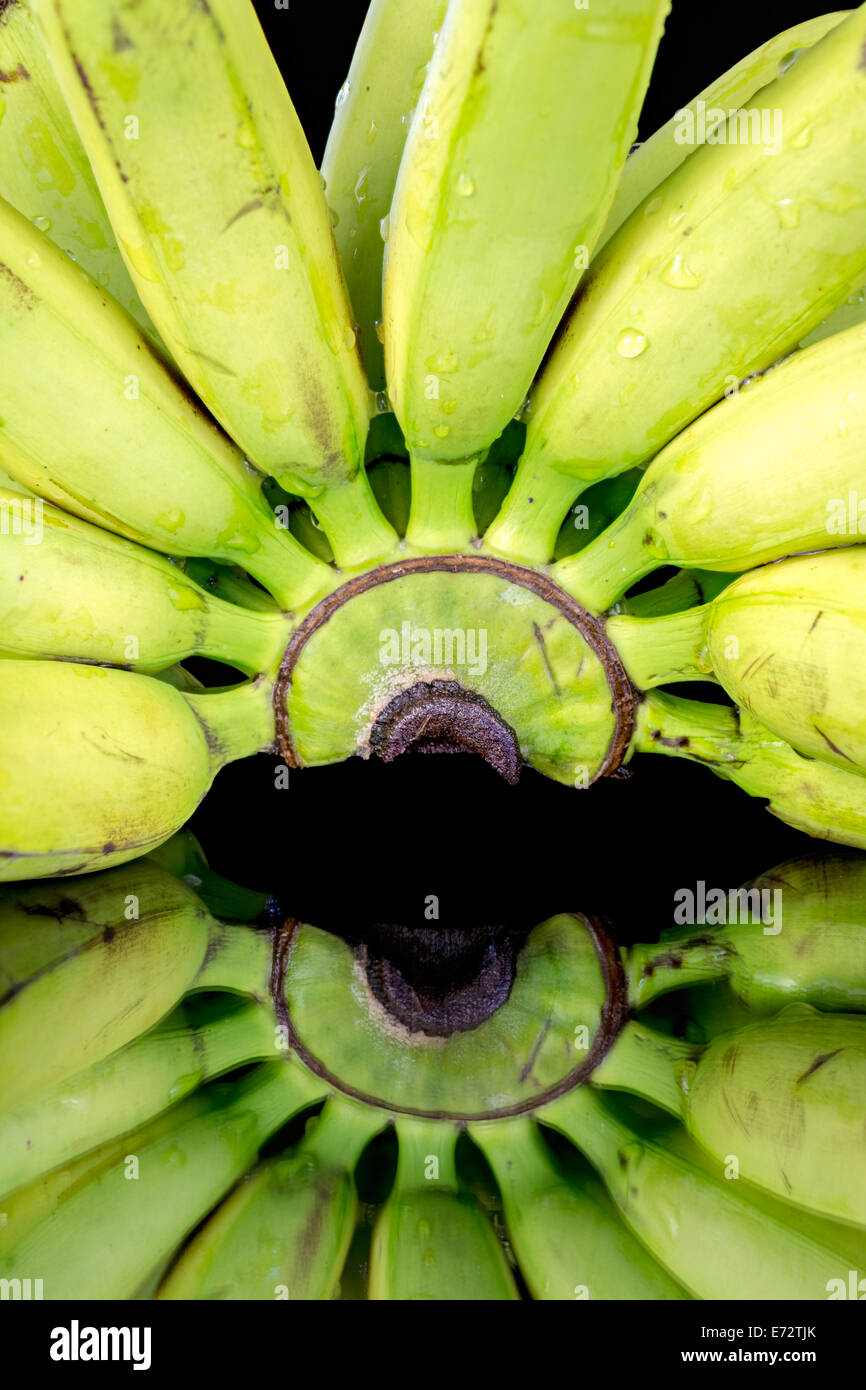 Small green bananas still in a bunch Stock Photo - Alamy