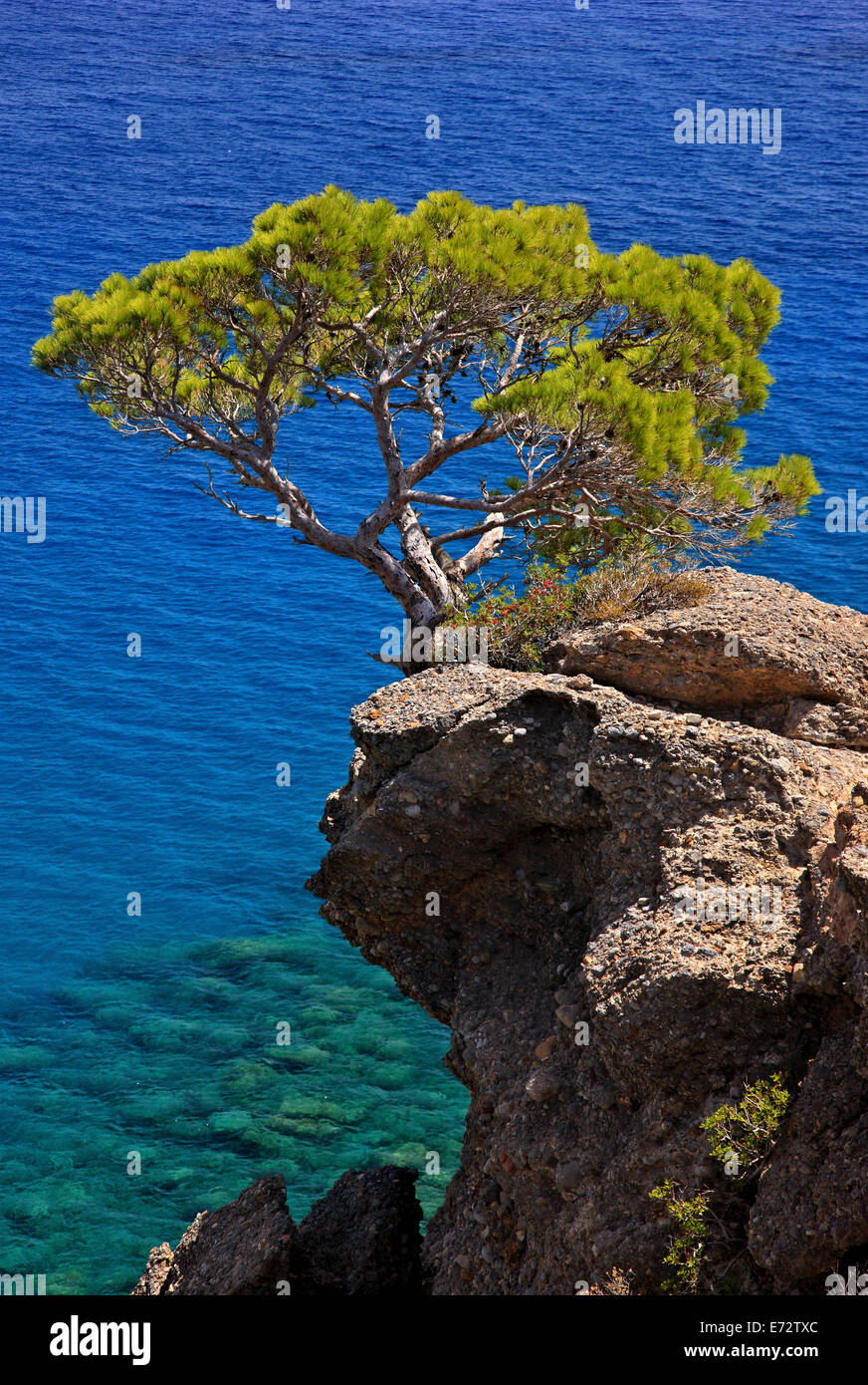 Pine tree hanging on a cliff over Agia Fotia beach, Ierapetra, Lasithi ...