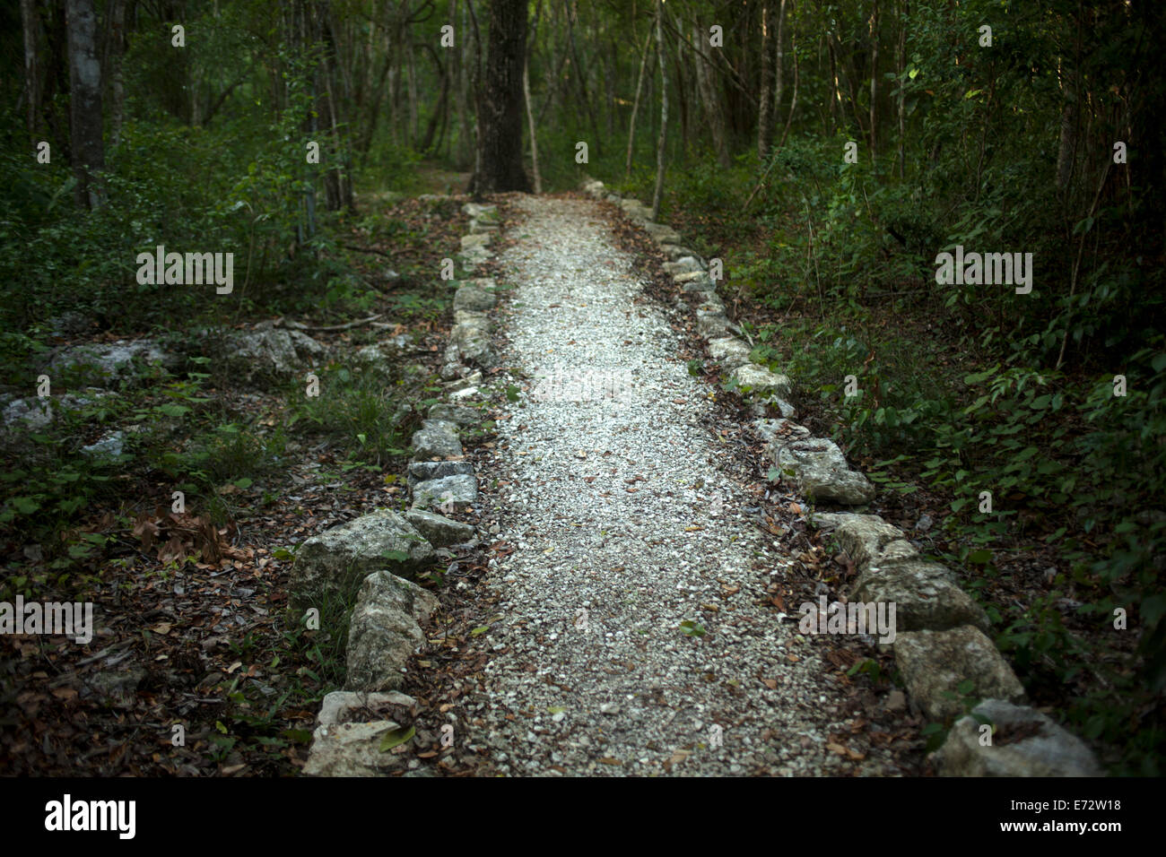 A sacbe (Mayan white way) in Calakmul Biosphere Reserve, Campeche state ...