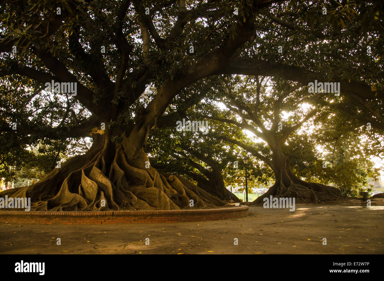 Big fig tree in a square at Retiro area in Buenos Aires, Argentina ...