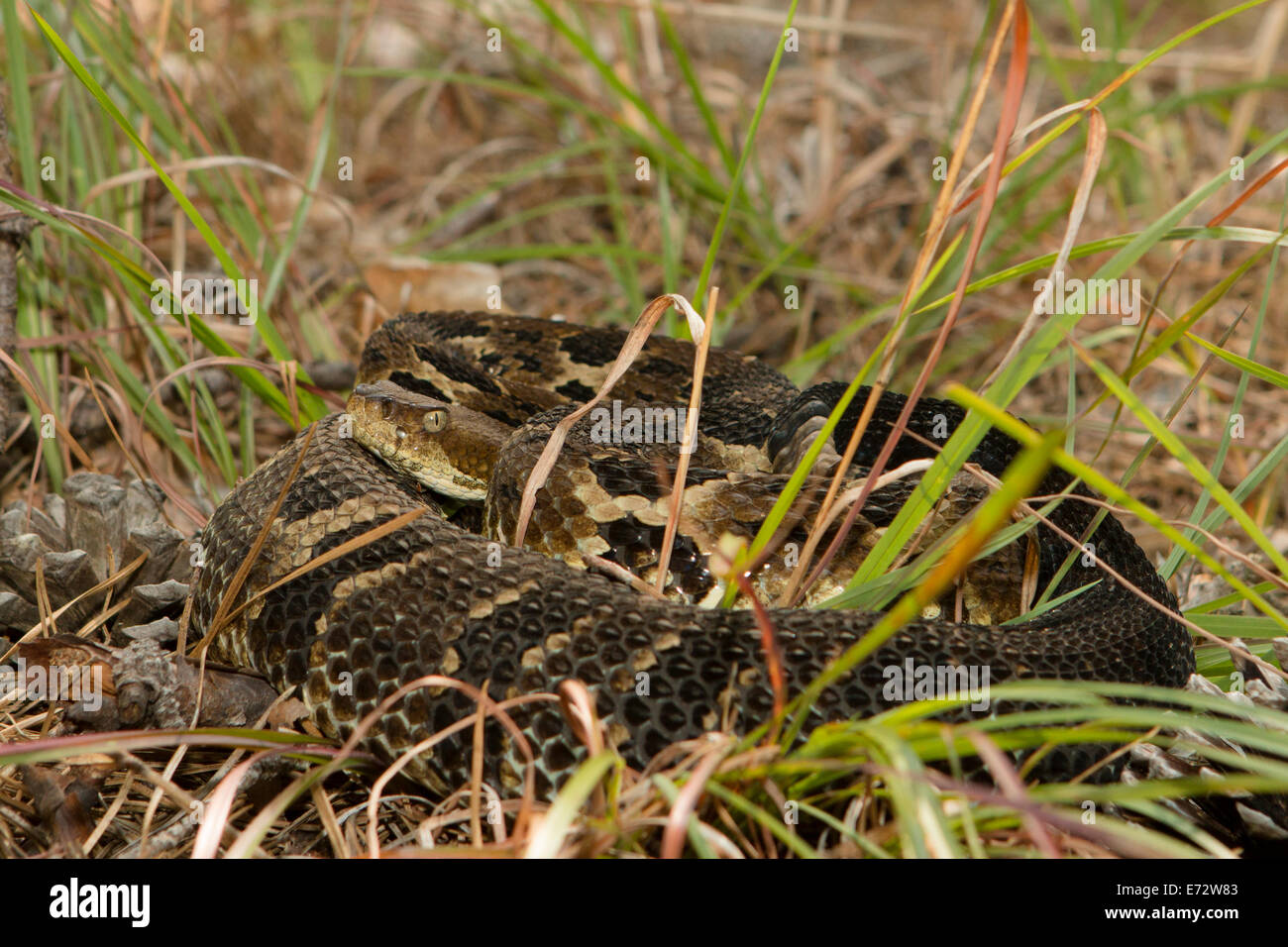 Gravid female timber rattlesnake - Crotalus horridus Stock Photo - Alamy