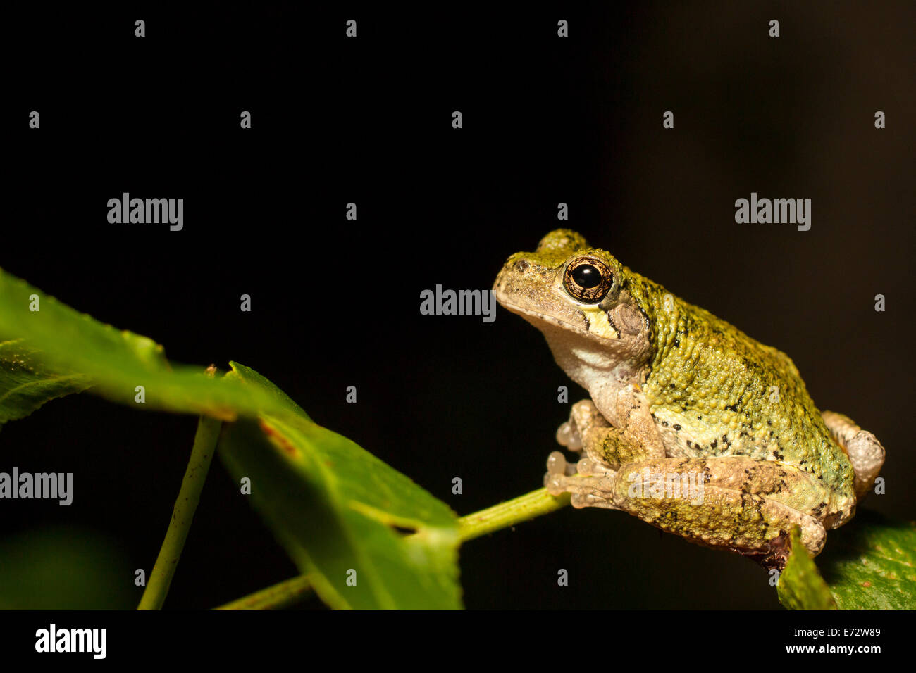 A green southern gray treefrog in a cherry tree - Hyla chrysoscelis ...