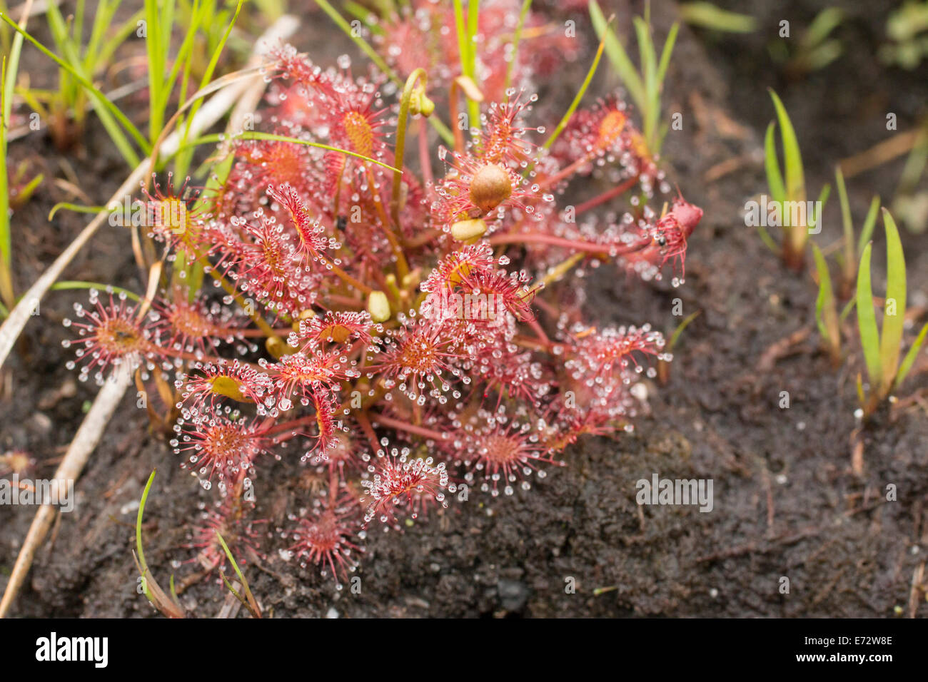Spatula-leaf sundew - Drosera spatulata Stock Photo - Alamy