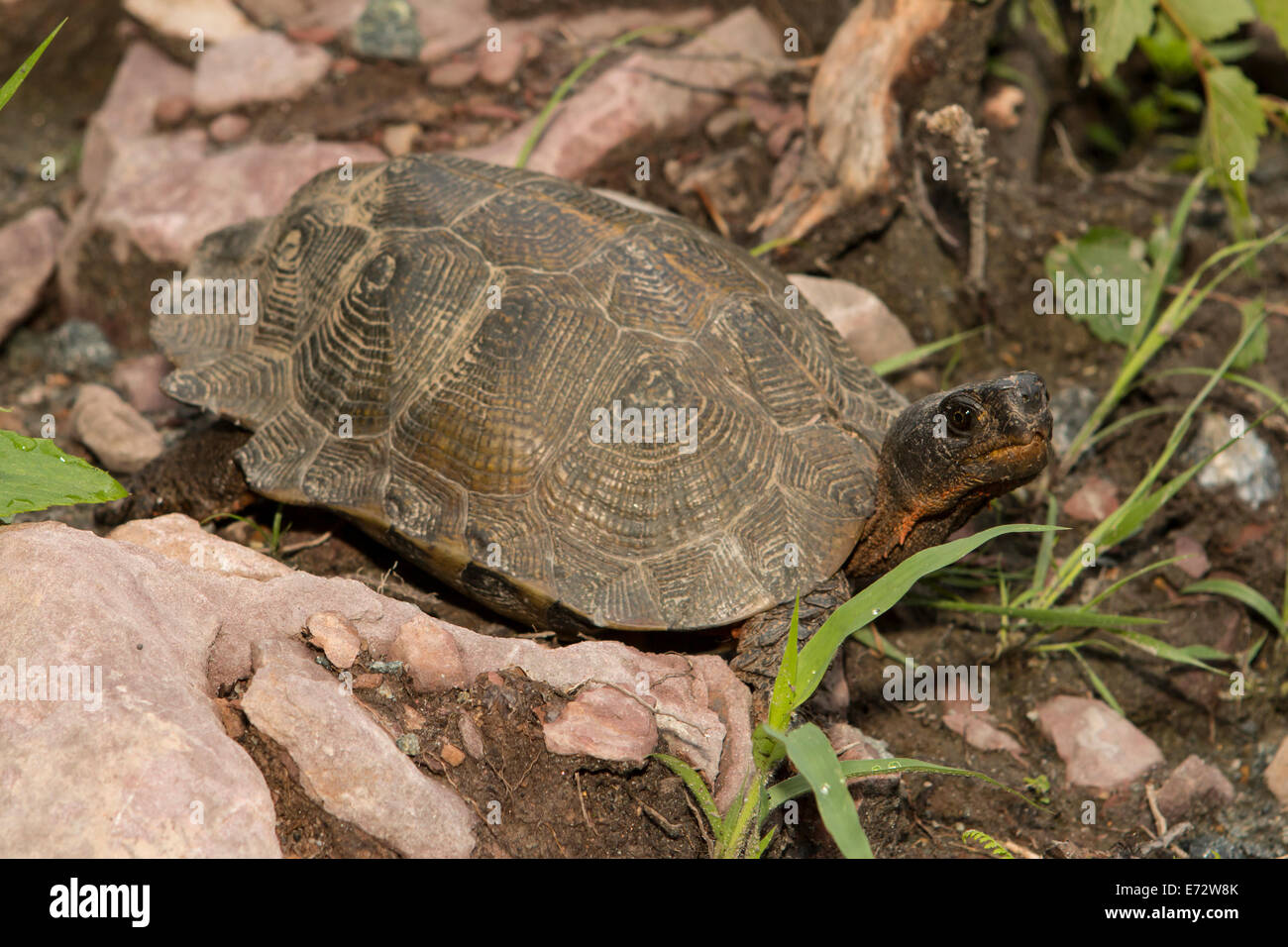 Male wood turtle - Glyptemys insculpta Stock Photo - Alamy