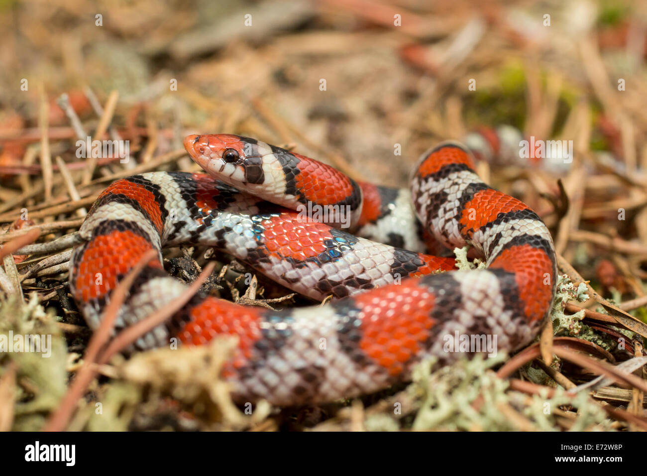 Northern Scarlet Snake