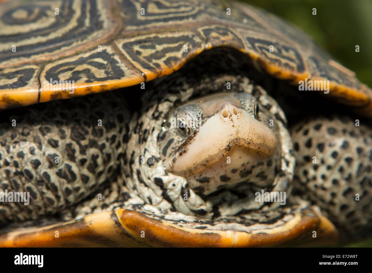 Northern diamondback terrapin hi-res stock photography and images - Alamy