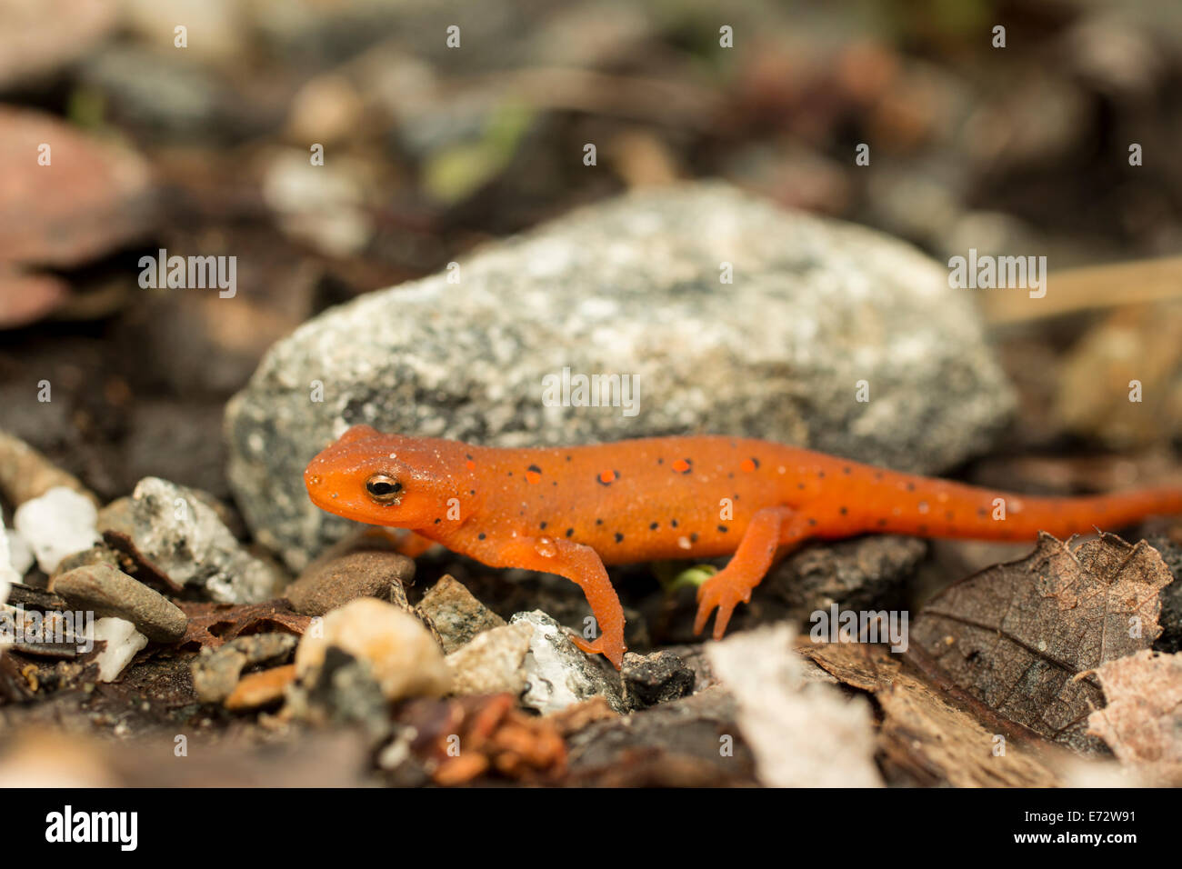 Red eft (eastern newt) - Notopthalmus viridescens Stock Photo - Alamy
