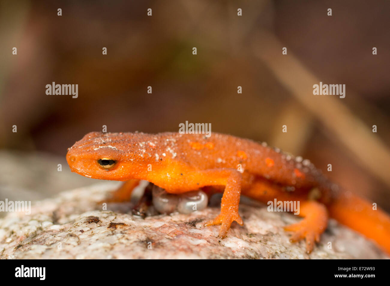 Poisonous newt hi-res stock photography and images - Alamy
