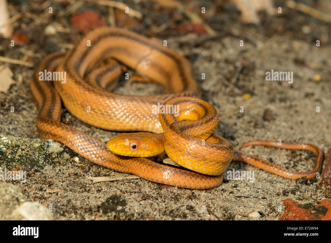Yellow rat snake - Pantherophis alleghaniensis Stock Photo - Alamy