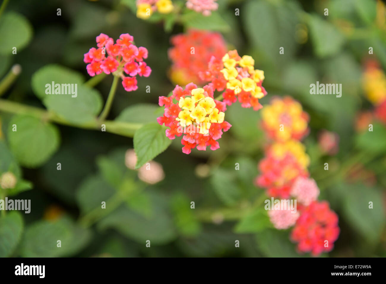 Wild flowers in the countryside of Easter Island, Chile Stock Photo - Alamy