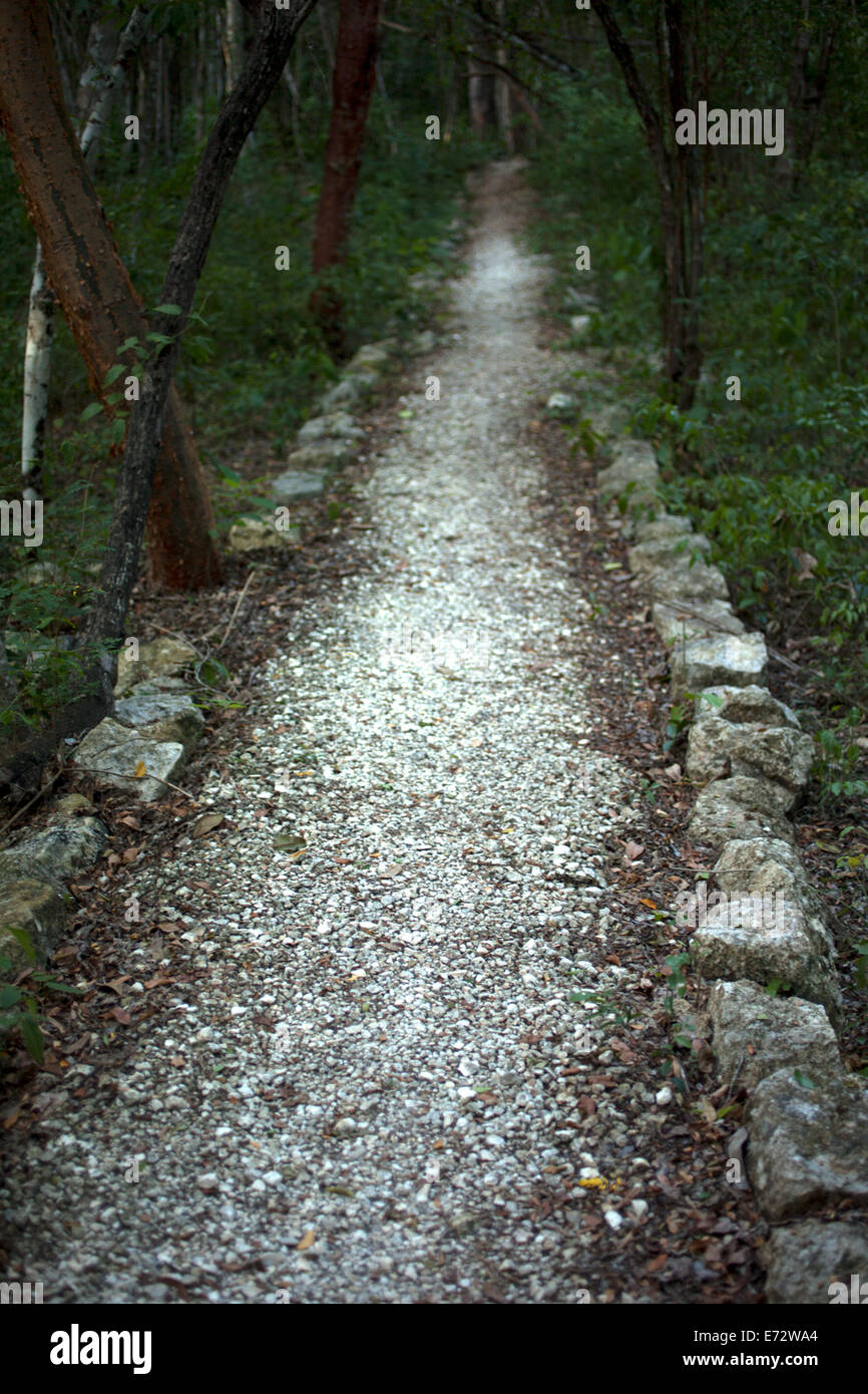 A sacbe (Mayan white way) in Calakmul Biosphere Reserve, Campeche state ...