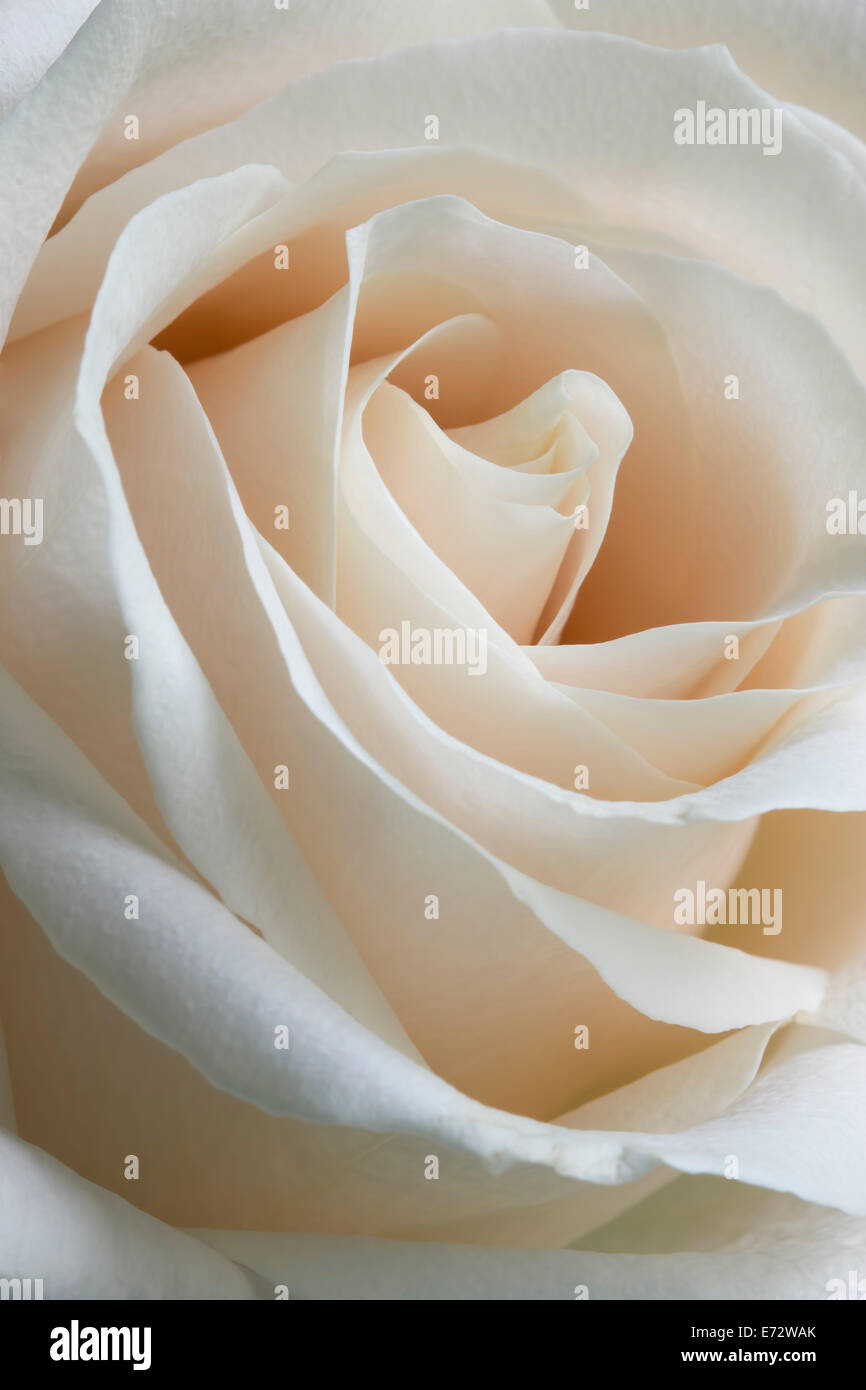 A macro view of a perfect creamy white rose Stock Photo - Alamy