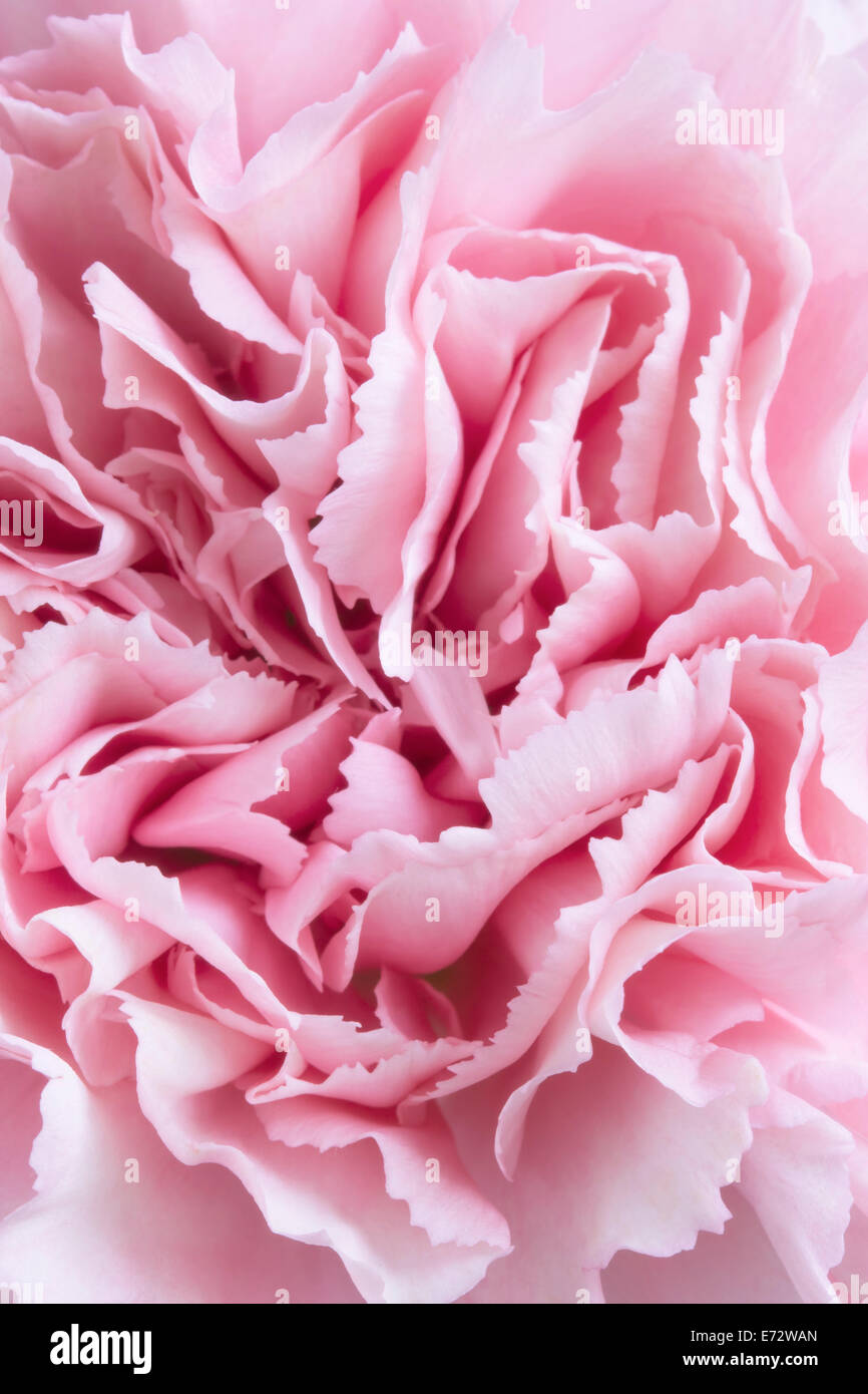 Carnation texture hi-res stock photography and images - Alamy