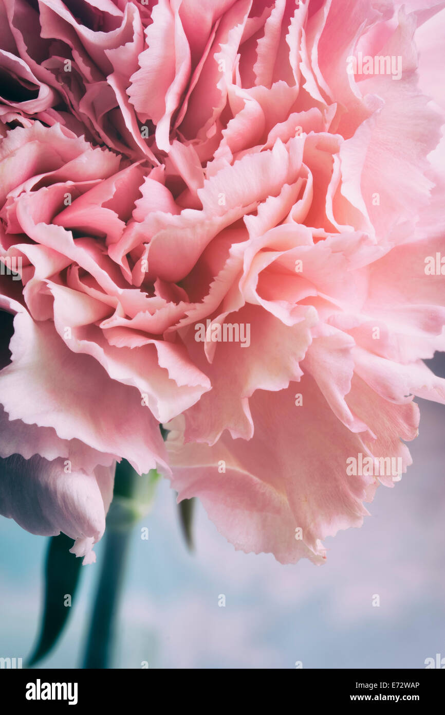 Carnation texture hi-res stock photography and images - Alamy