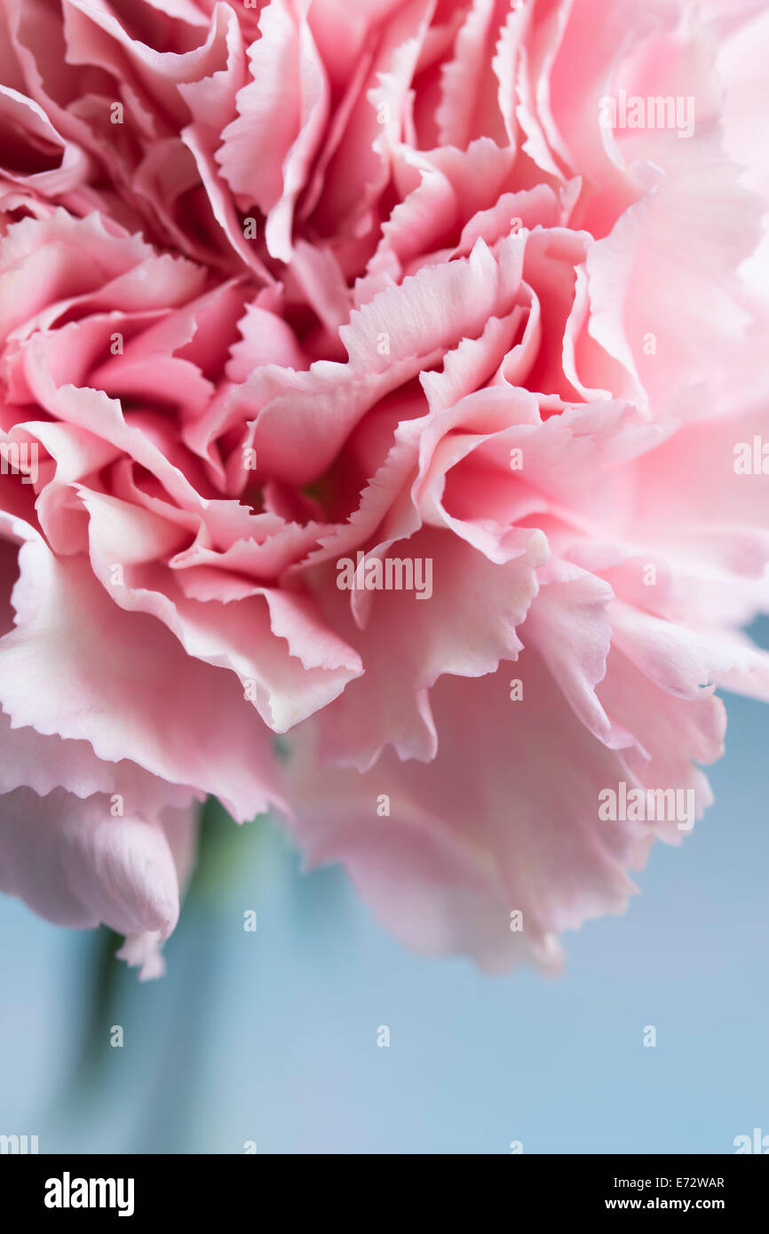 Carnation texture hi-res stock photography and images - Alamy