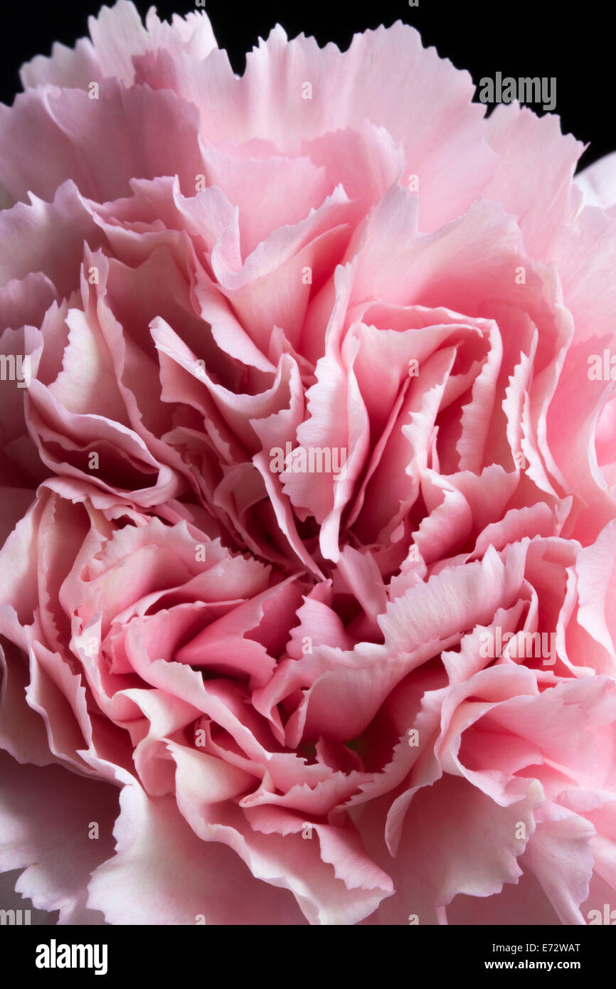Detailed close-up of a pretty soft pink carnation Stock Photo - Alamy