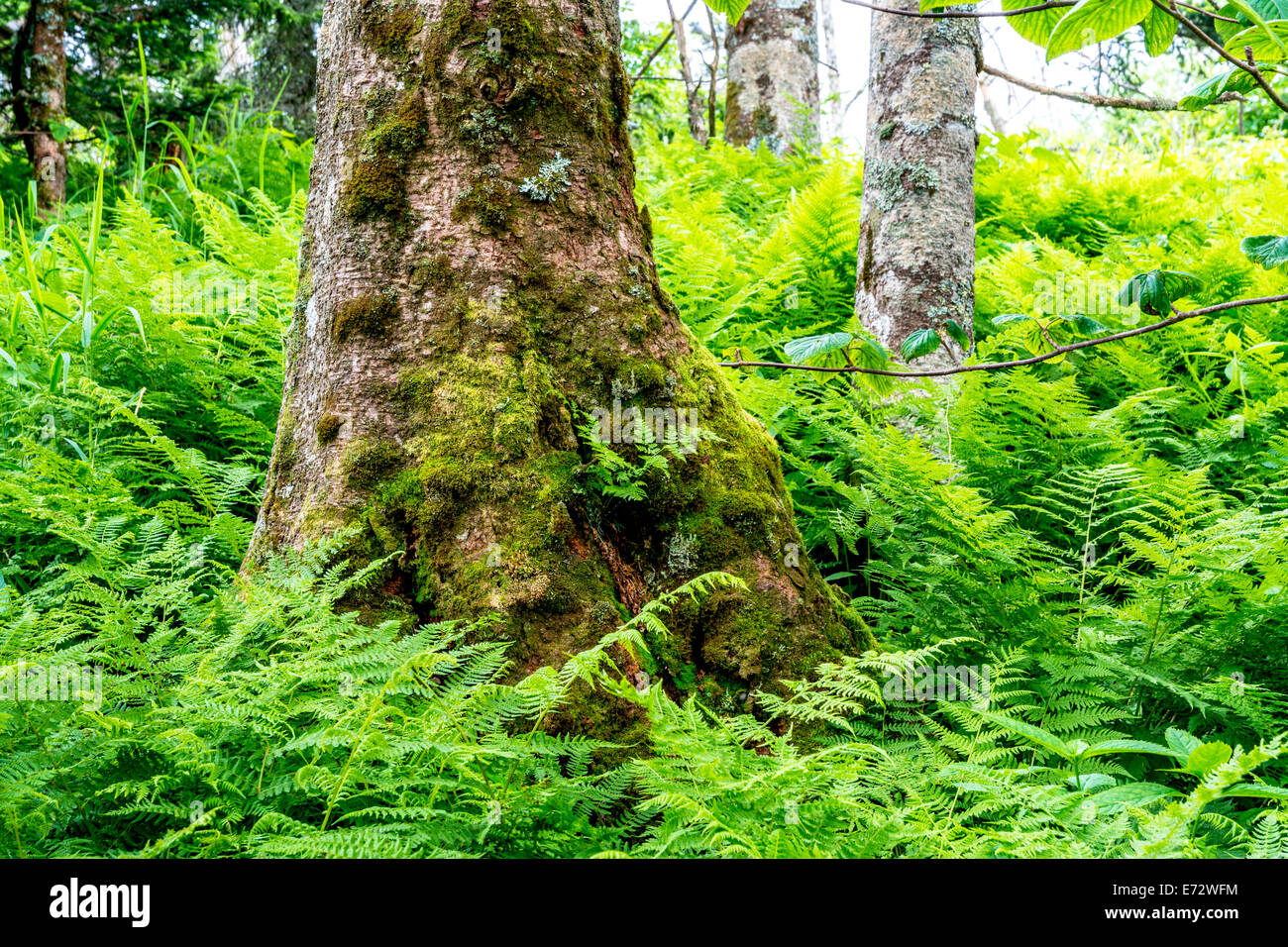 Ferns and tree along the Appalachian trail Stock Photo - Alamy