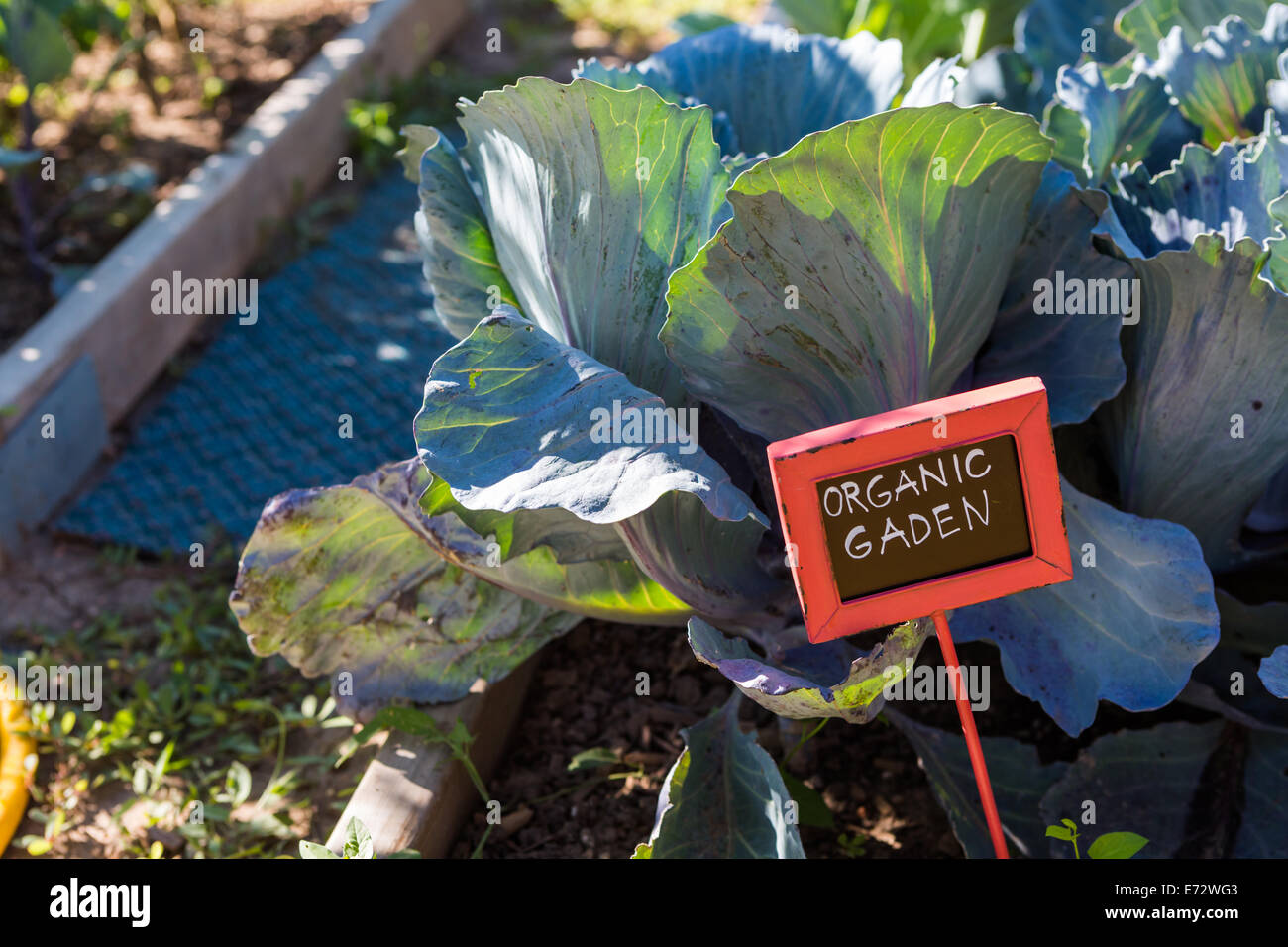 Cabbage vegatable hi-res stock photography and images - Alamy