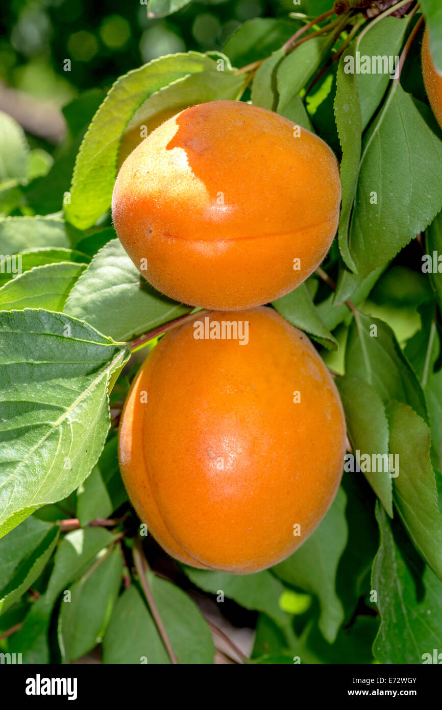 Food tree hi-res stock photography and images - Alamy