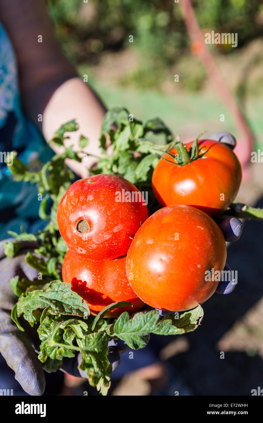 Late summer in organic community vegatable garden Stock Photo - Alamy