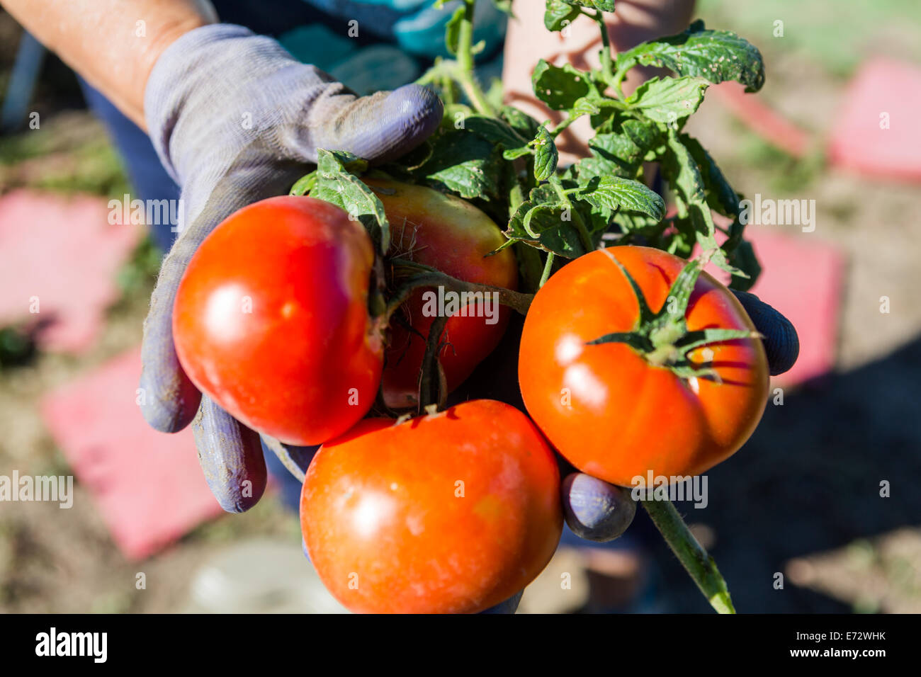 Late summer in organic community vegatable garden Stock Photo - Alamy