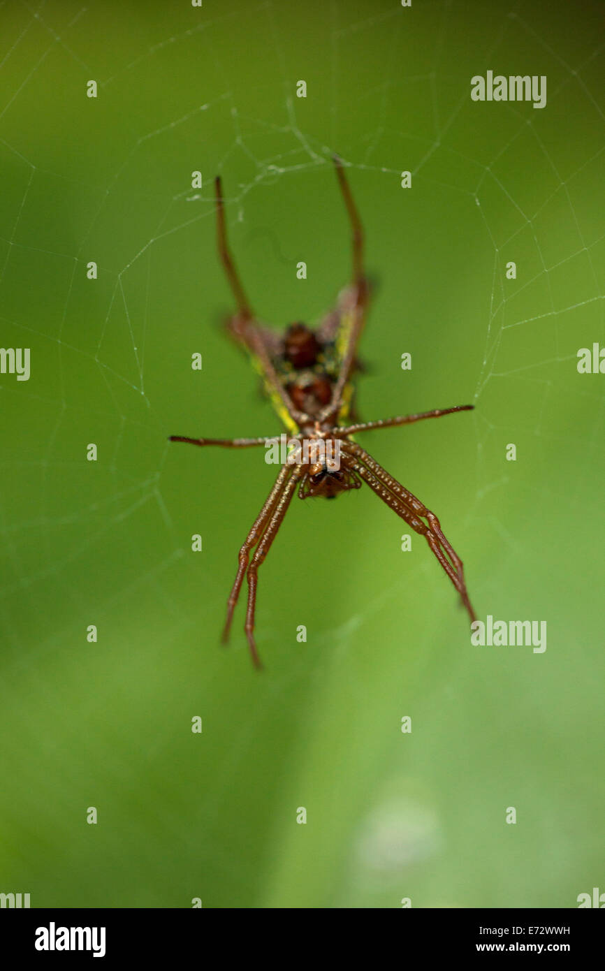 A spider of the abandoned Mayan city of Noh Pat in Santa Elena, Yucatan ...