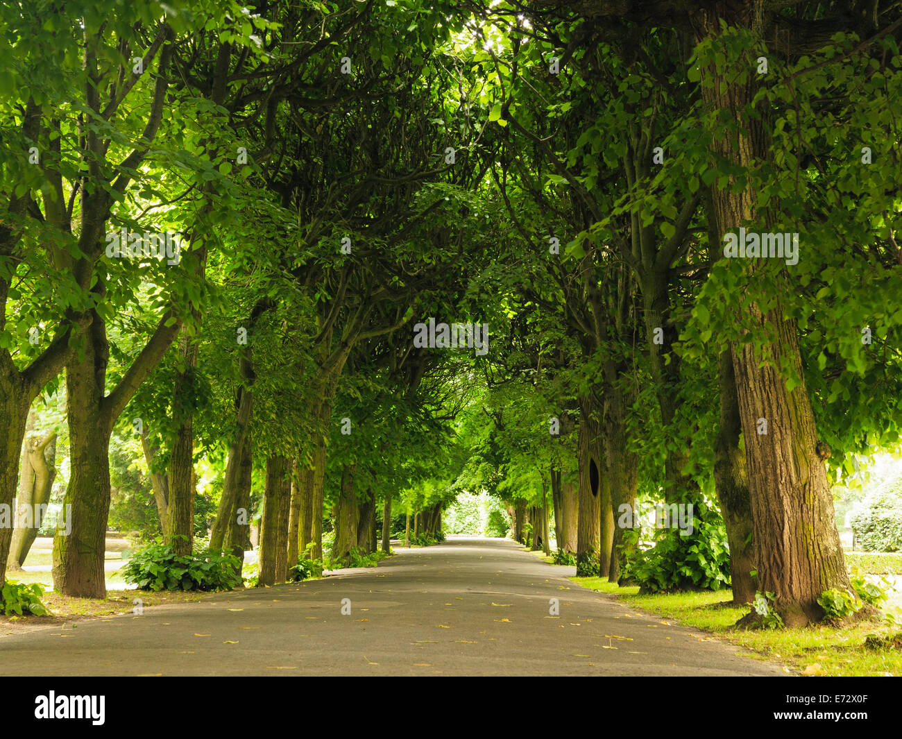 sidewalk walking pavement alley path with trees in park. nature ...