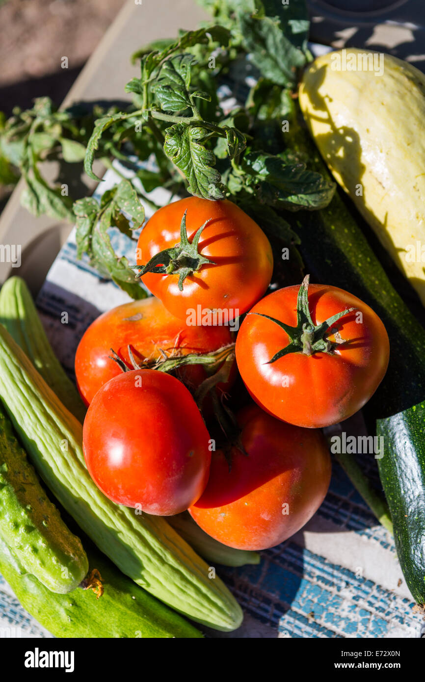 Late summer in organic community vegatable garden Stock Photo - Alamy