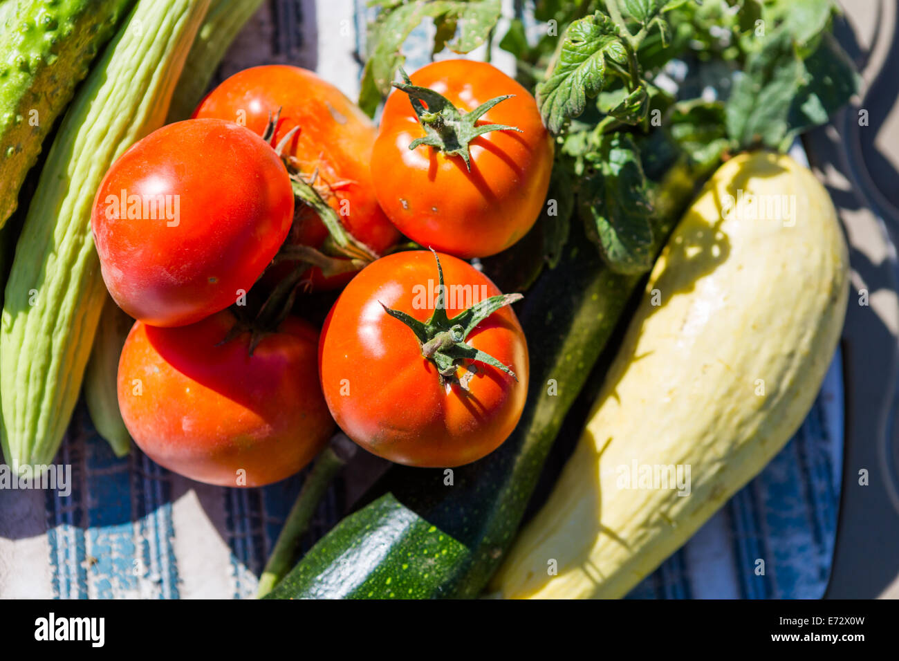 Late summer in organic community vegatable garden Stock Photo - Alamy
