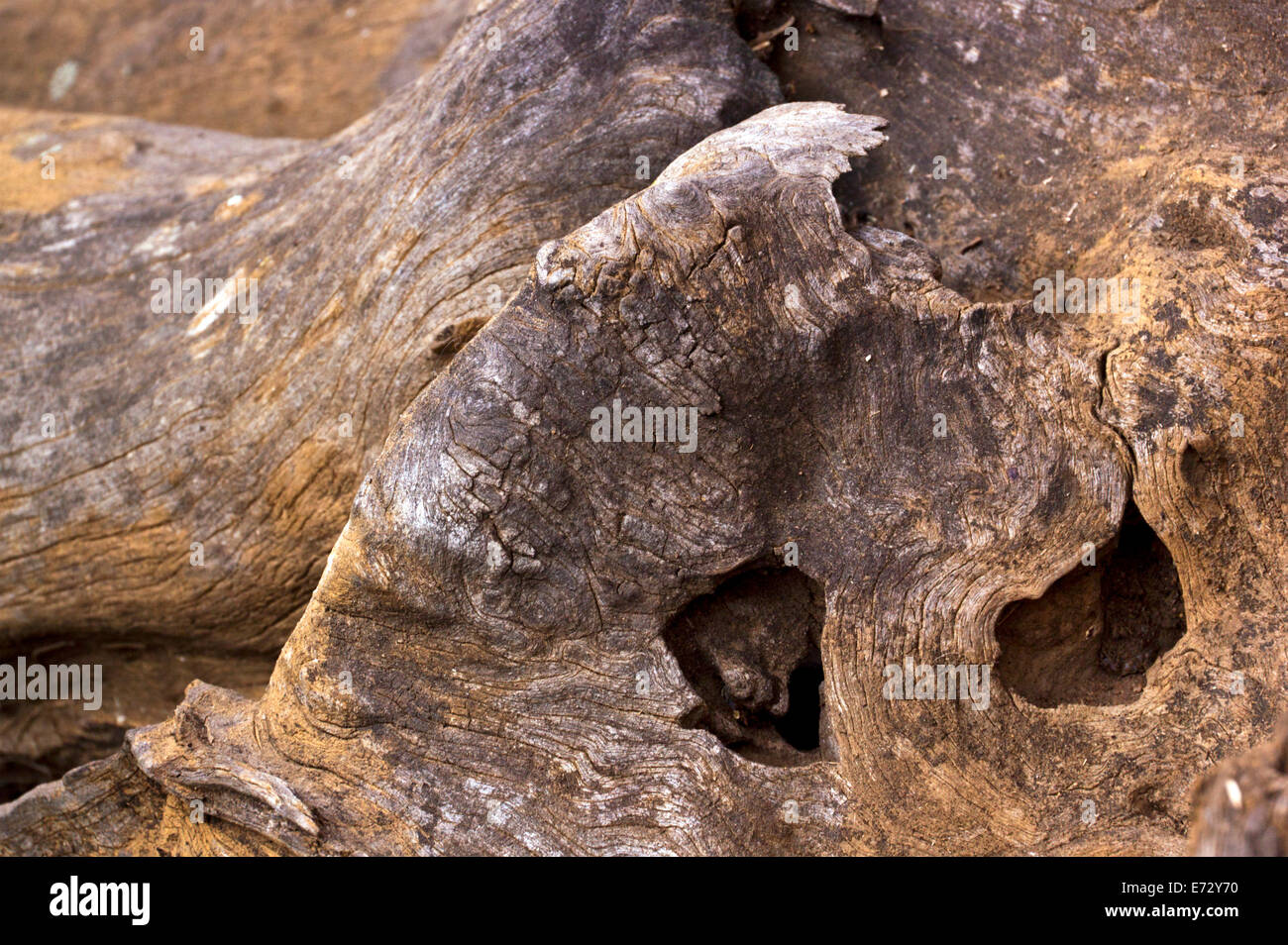 patterns and textures on weathered tree stump Stock Photo - Alamy
