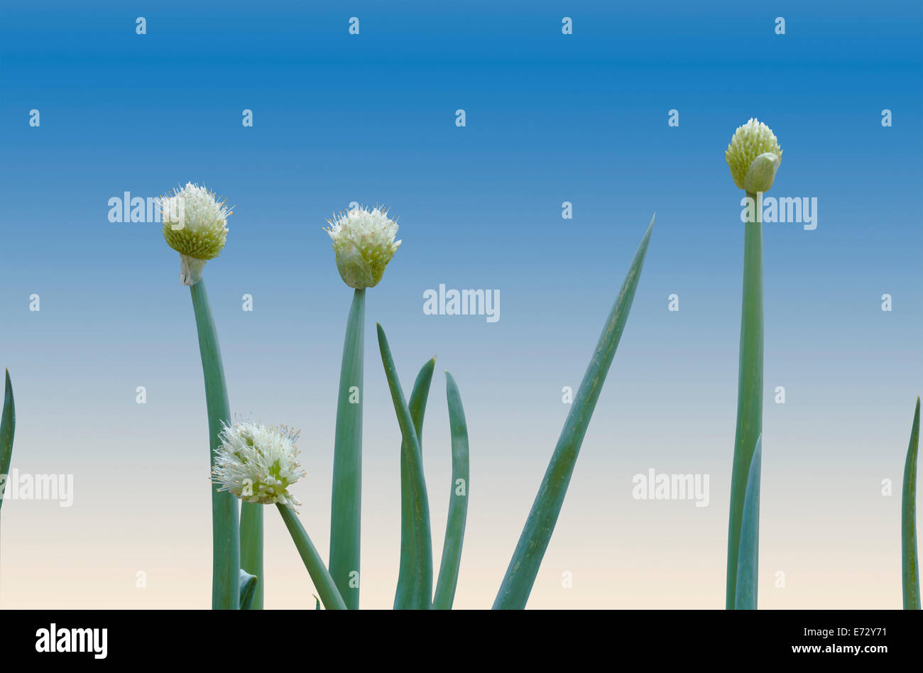 white flowers and green leaves of the scallion plant Stock Photo - Alamy