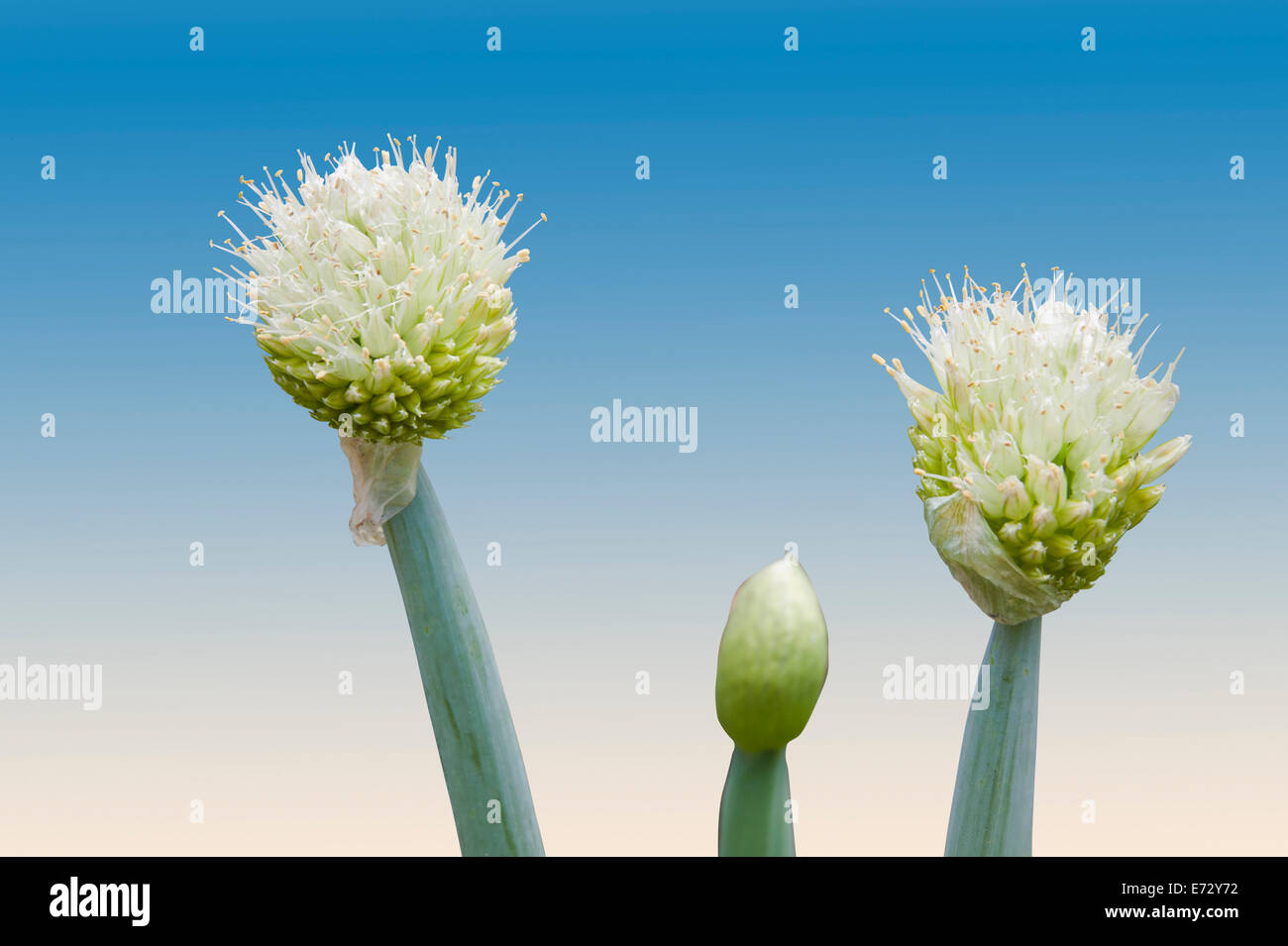white flowers of the scallion onion plant Stock Photo - Alamy