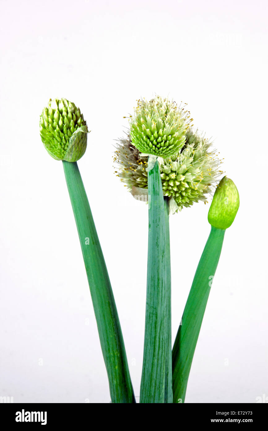 bud and white flowers of the scallion plant Stock Photo - Alamy