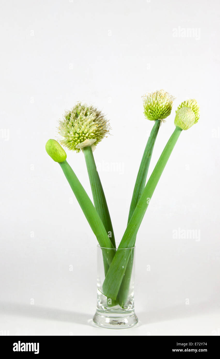 green stems and white flowers of the scallion plant Stock Photo - Alamy