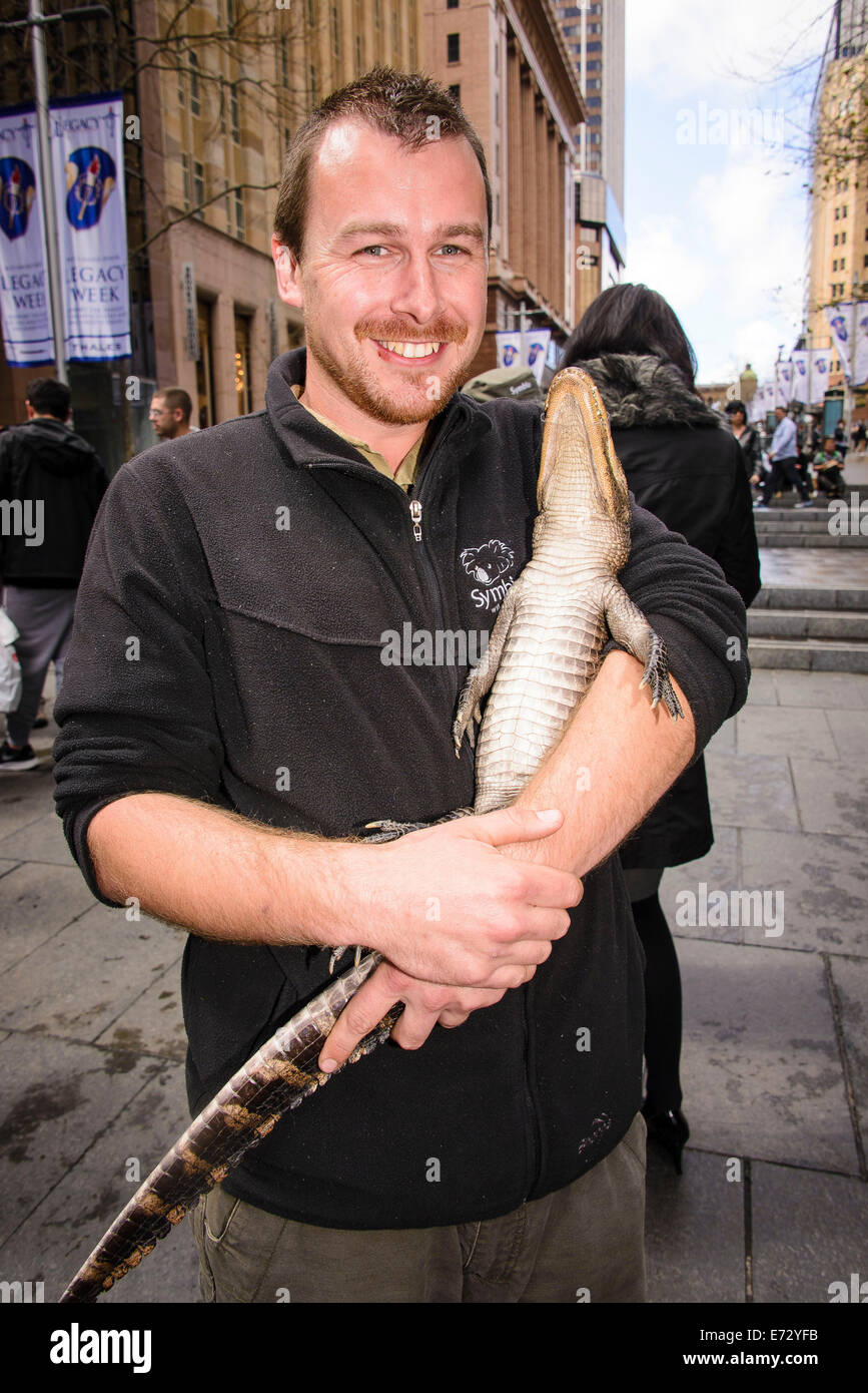 Taronga zoo sydney koalas hi-res stock photography and images - Alamy
